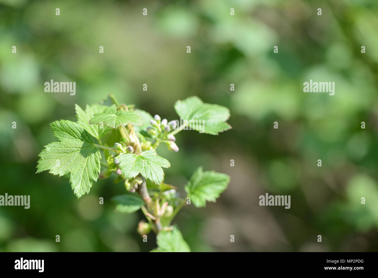 Flowers and young leaves on a bush of currant close up Stock Photo - Alamy