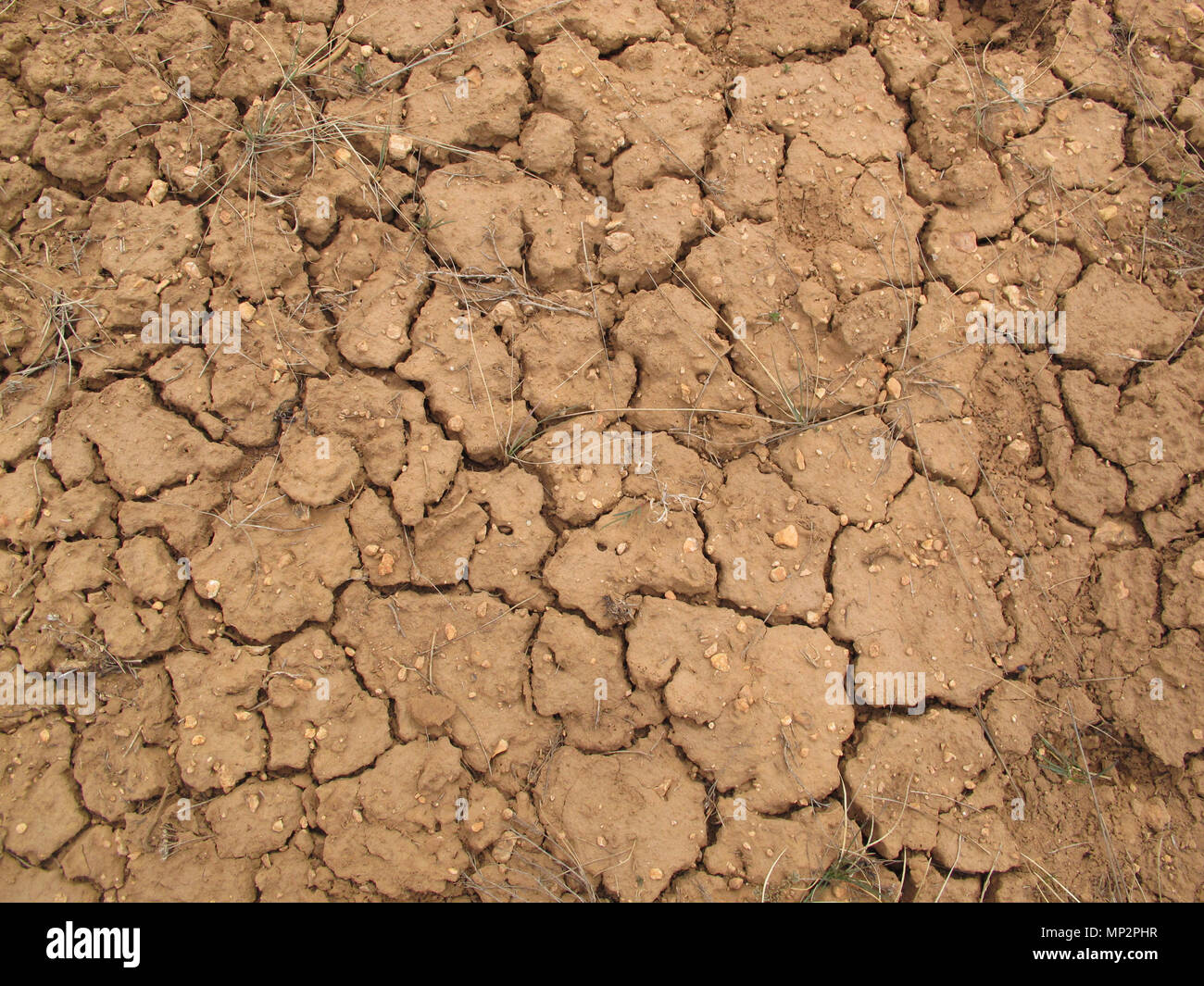 Red, Dry Desert Mud with Pebbles, Wild Grass and Pine Needles Stock ...