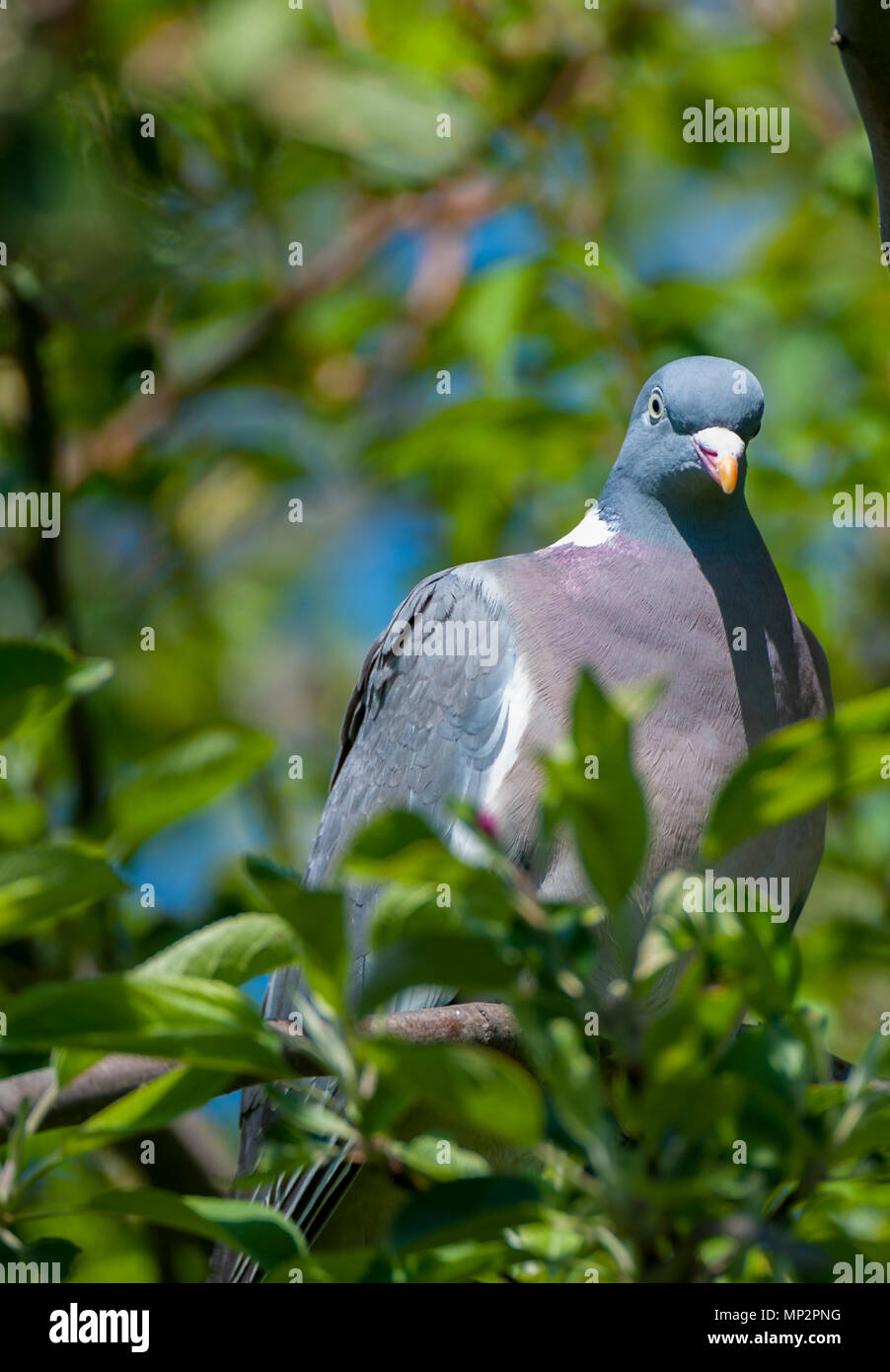 Lincolnshire, England UK - Wood Pigeon (Columba palumbus) or Common ...