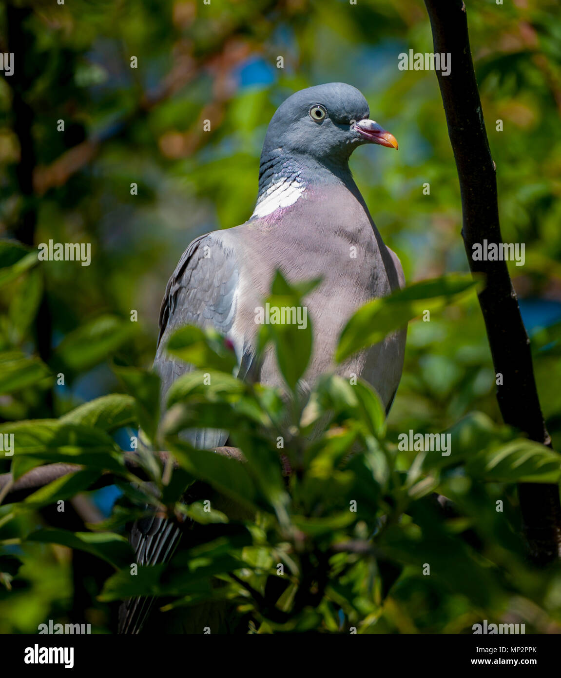 Pidgeon roosting hi-res stock photography and images - Alamy