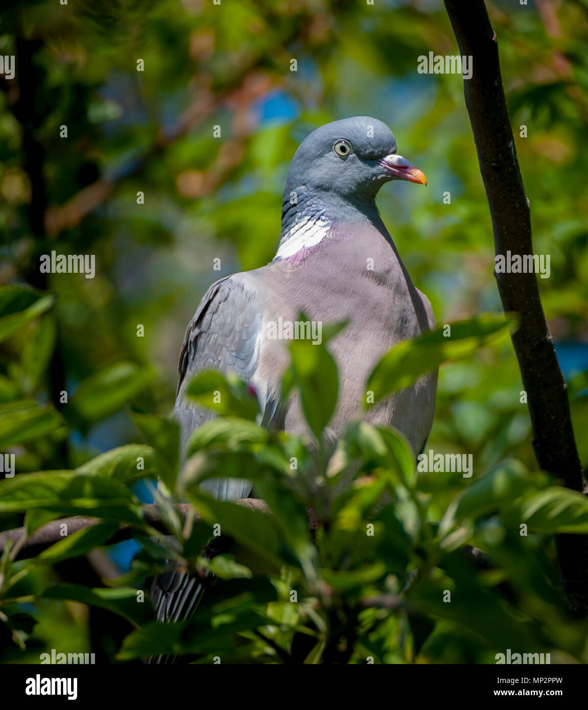 Forest pigeons on tree branch hi-res stock photography and images - Alamy