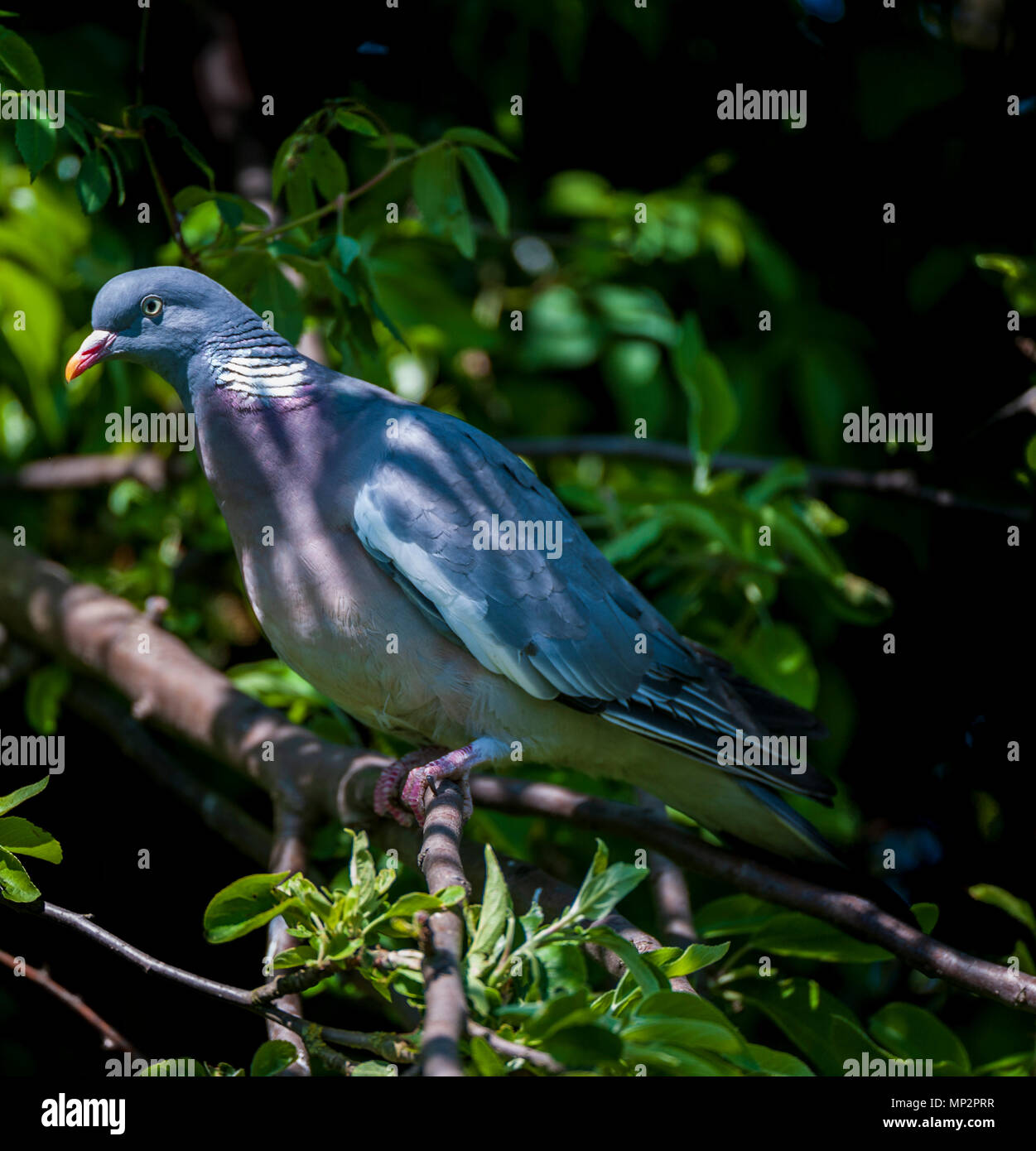 Pidgeon roosting hi-res stock photography and images - Alamy