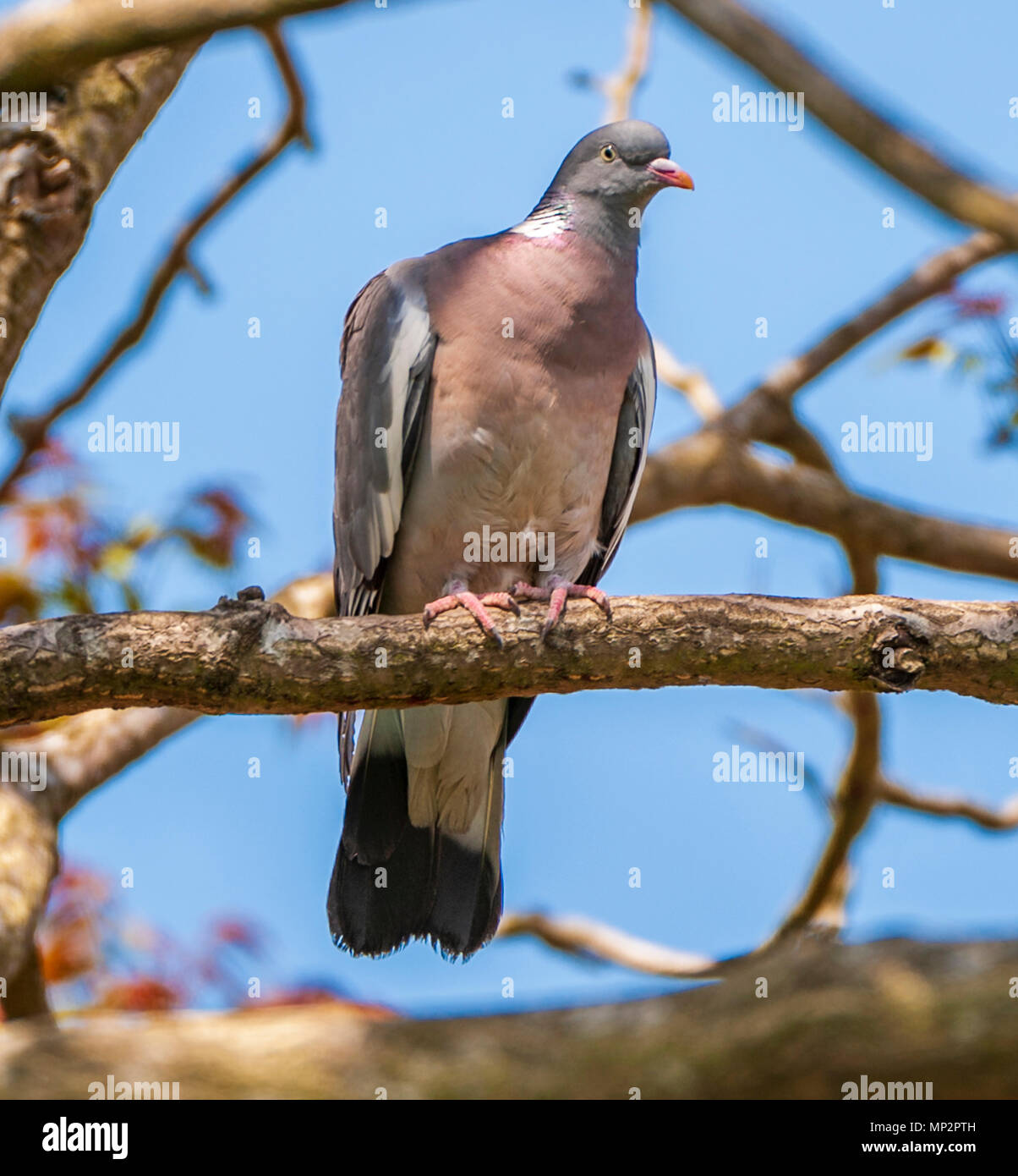 Pigeons on branch hi-res stock photography and images - Alamy