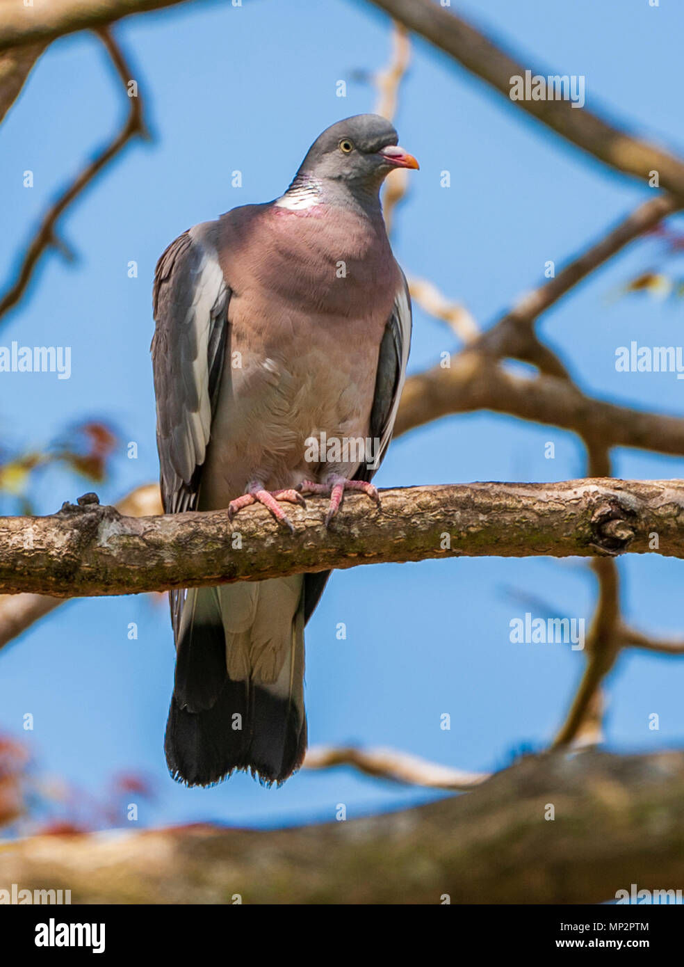 Pigeons in tree hi-res stock photography and images - Alamy