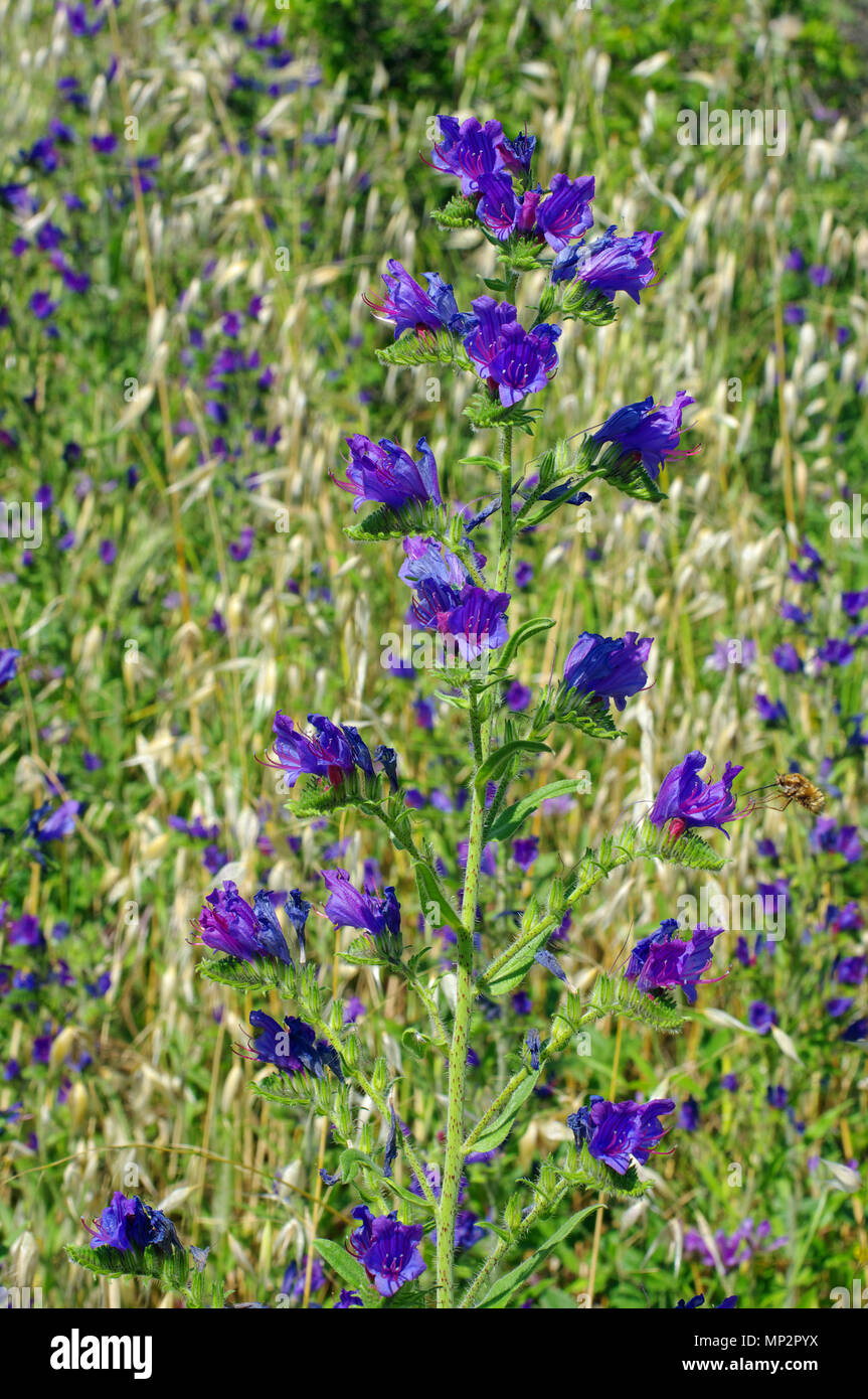 Echium plantagineum, the Purple viper's-bugloss or Paterson's curse ...
