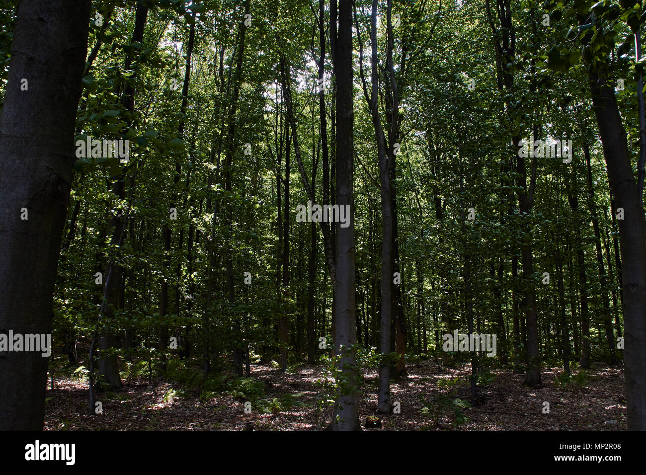 landscape at the border triangle in Vaals, Netherlands Stock Photo - Alamy