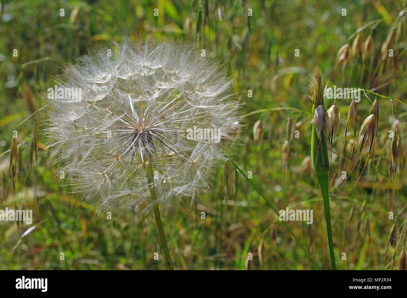 a mature seed-head of Tragopogon porrifolius, the Purple Goatsbeard or ...