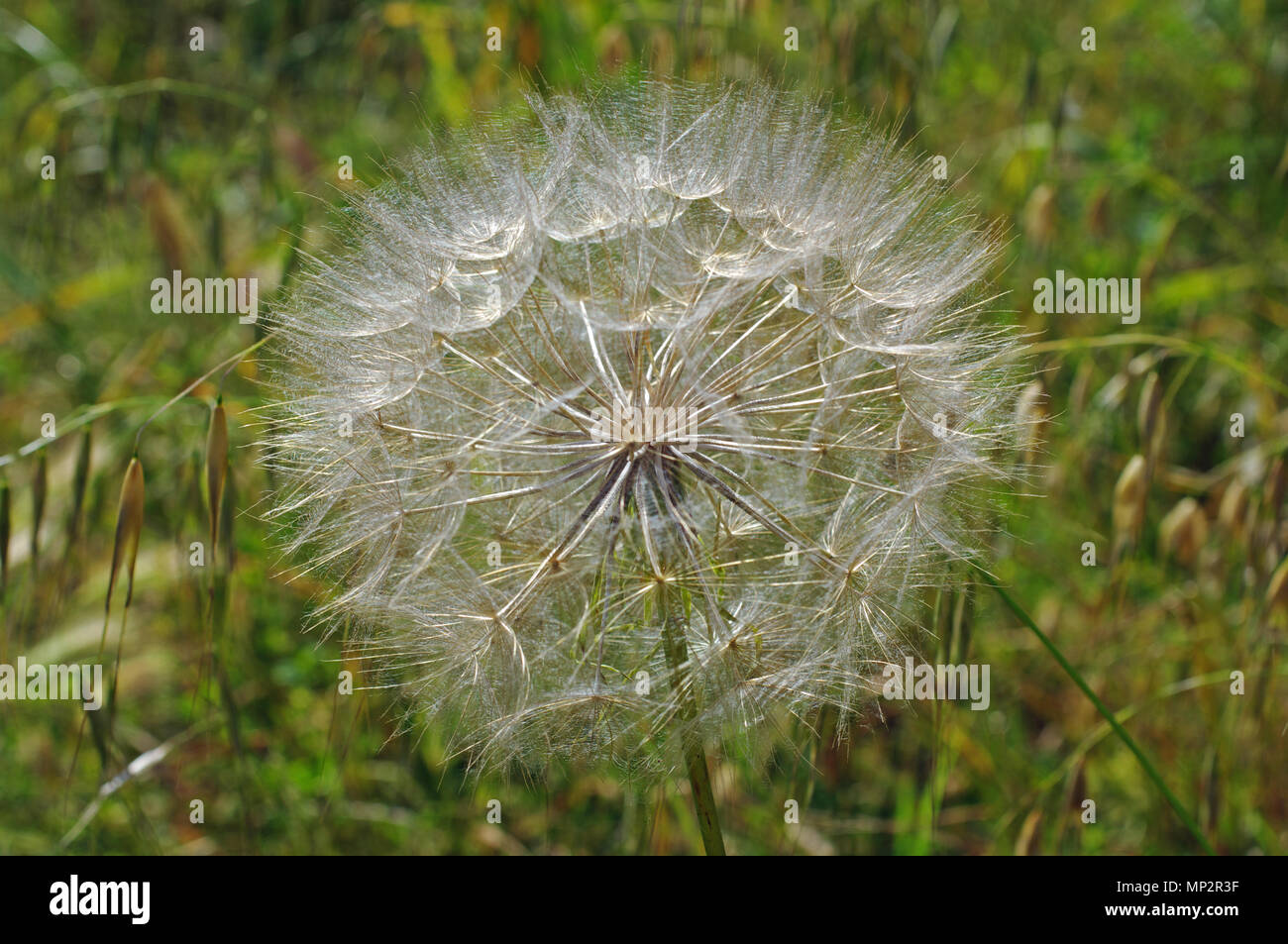 a mature seed-head of Tragopogon porrifolius, the Purple Goatsbeard or ...