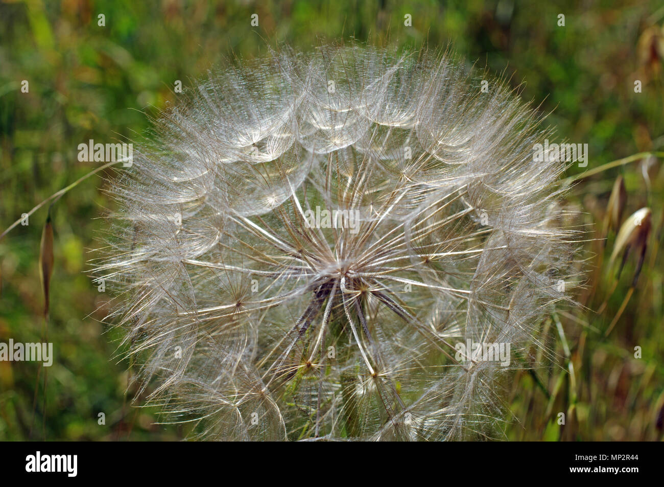 Goatsbeard seed head hi-res stock photography and images - Alamy