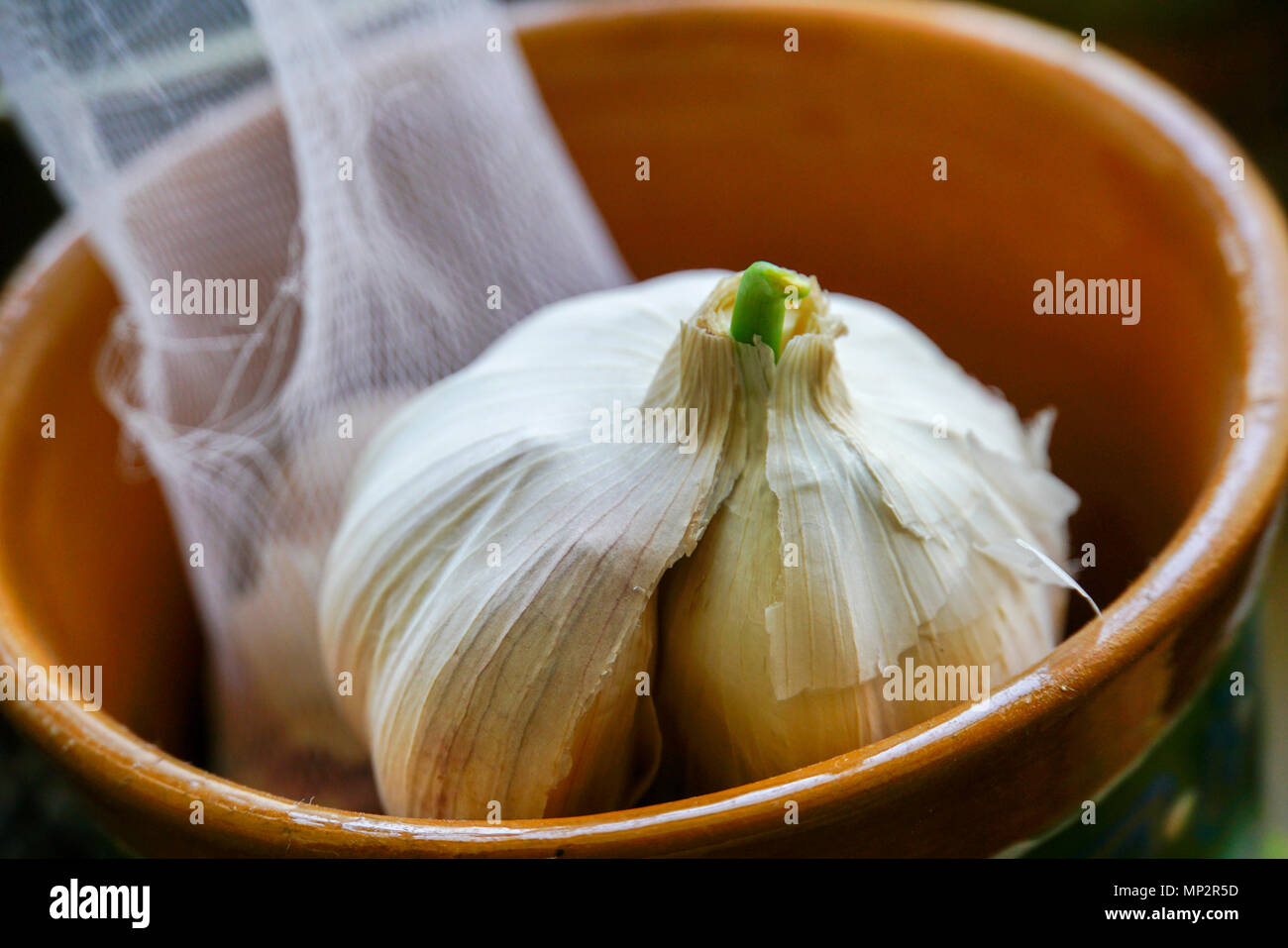 Sprouting Garlic bulbs and cloves Stock Photo - Alamy