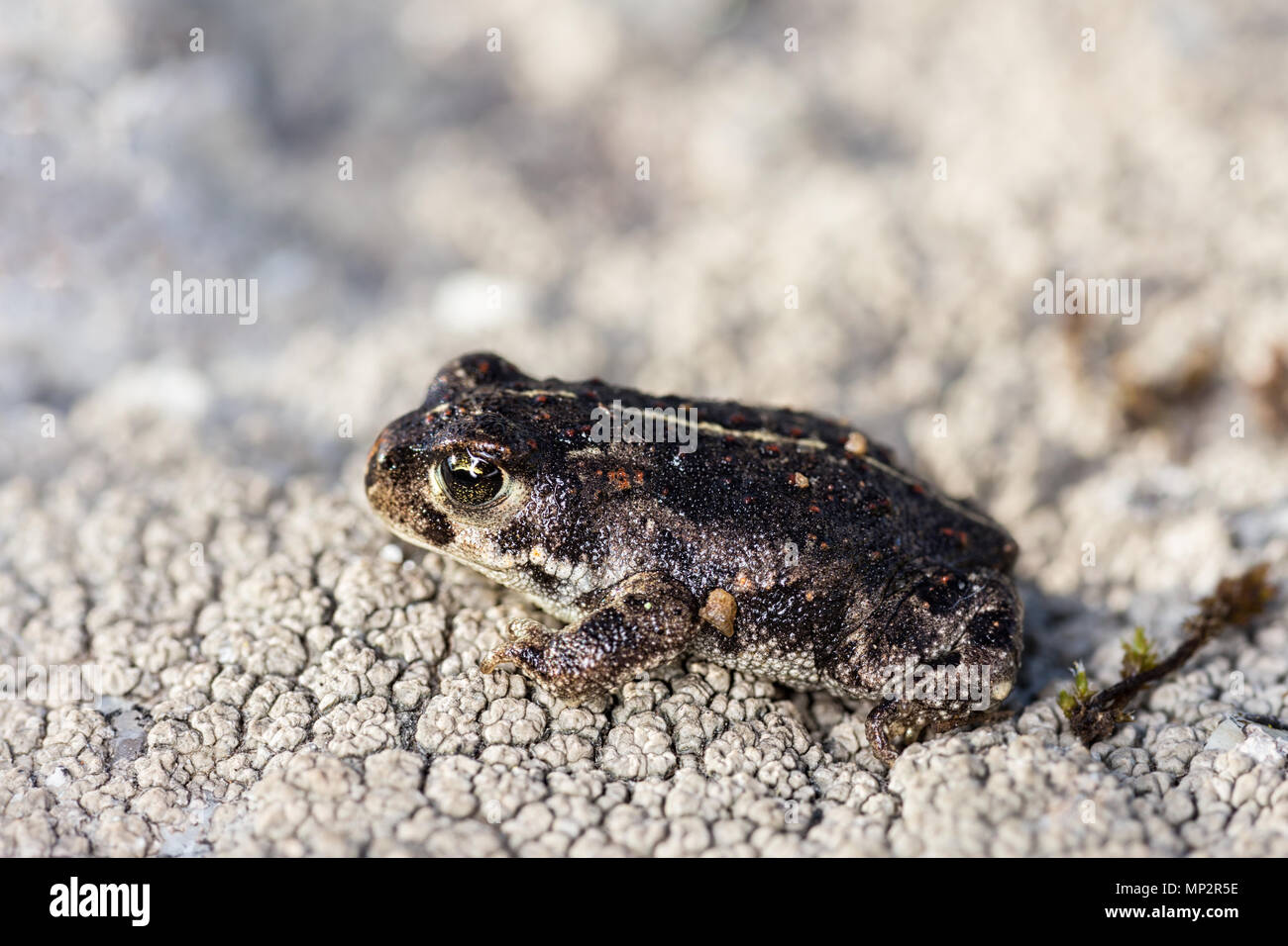 Natterjack Toad Habitat High Resolution Stock Photography and Images ...