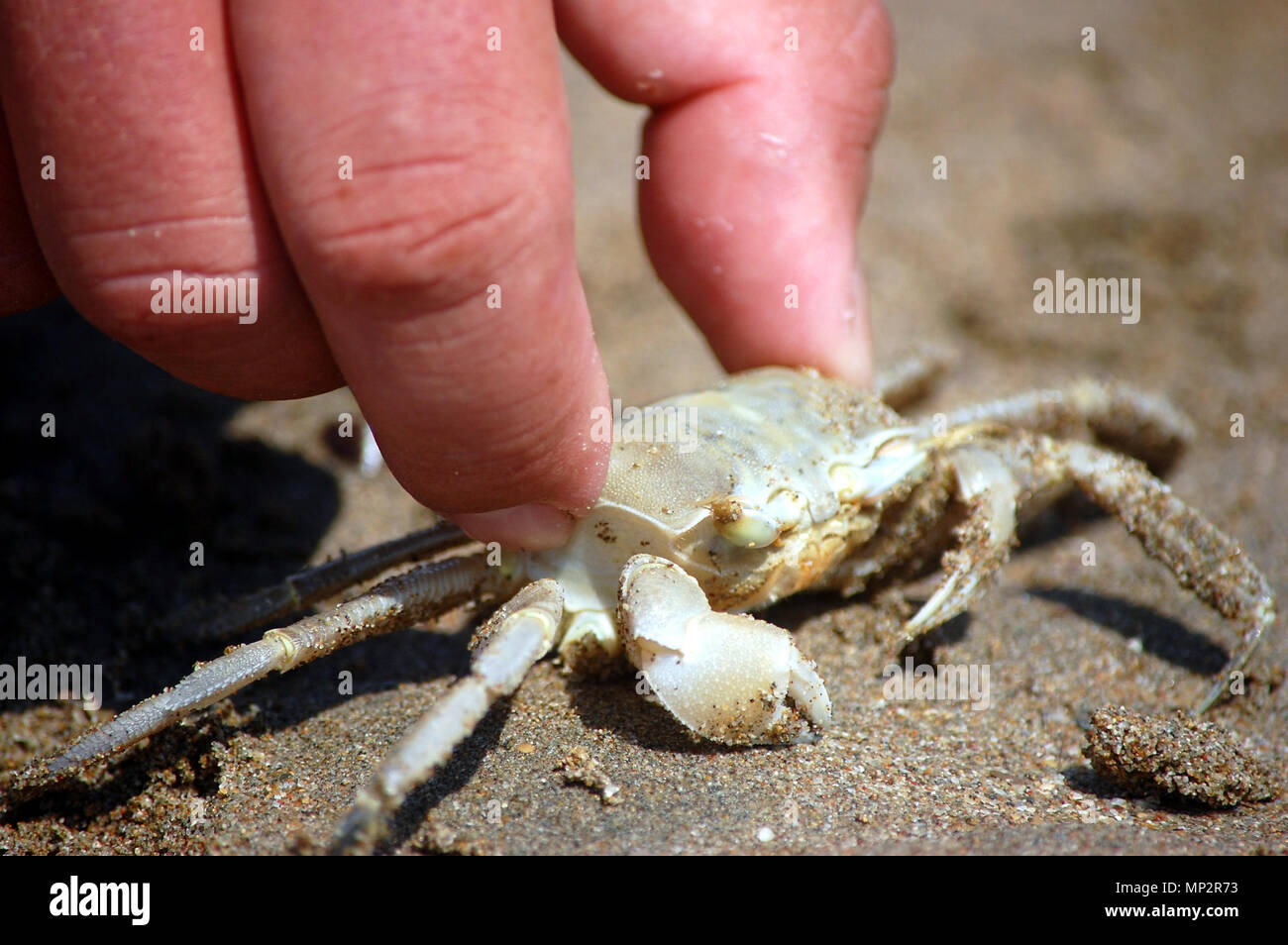 small sea crab in a man's hand Stock Photo - Alamy