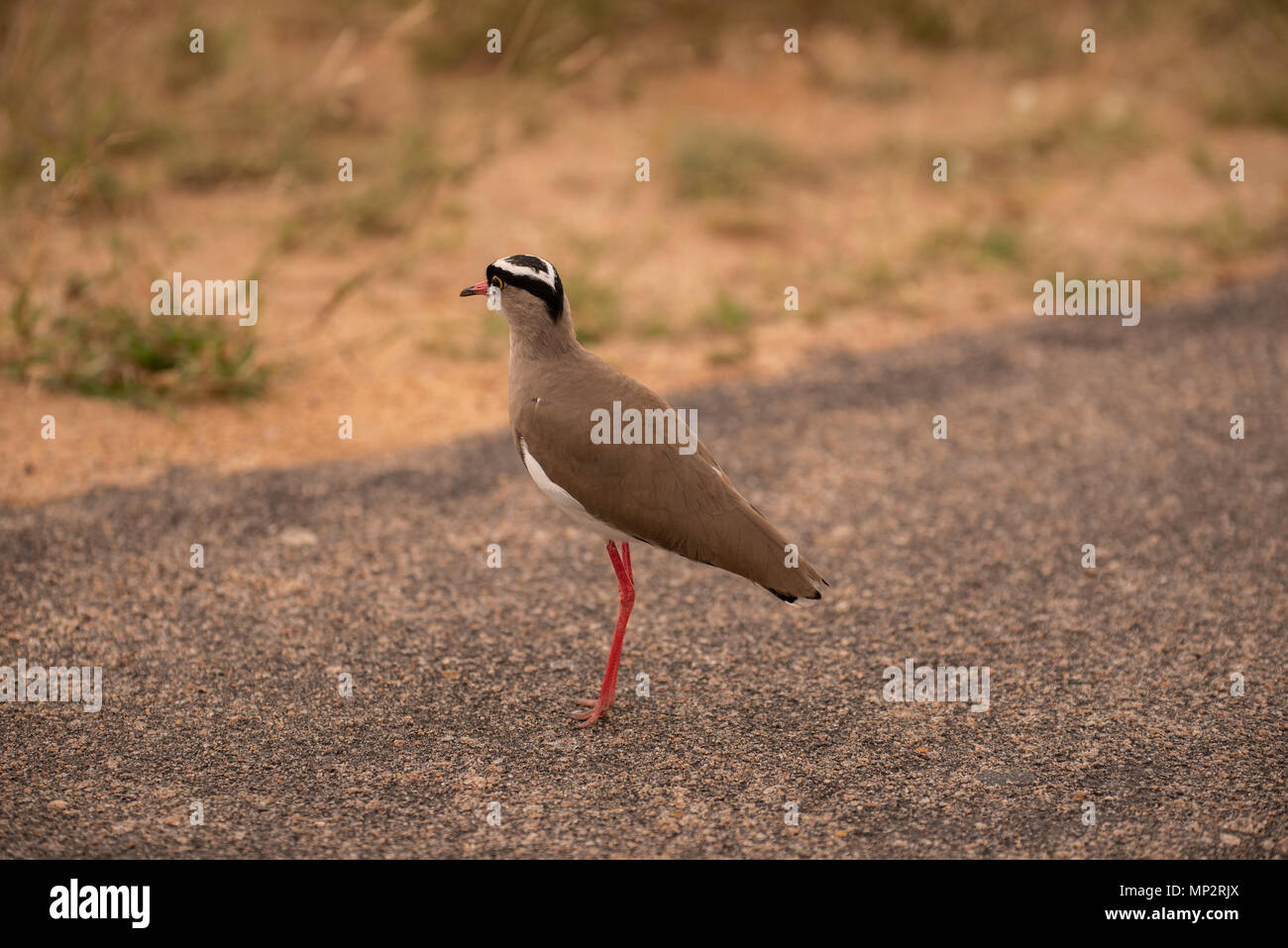 Kiewiet crowned lapwing hi-res stock photography and images - Alamy