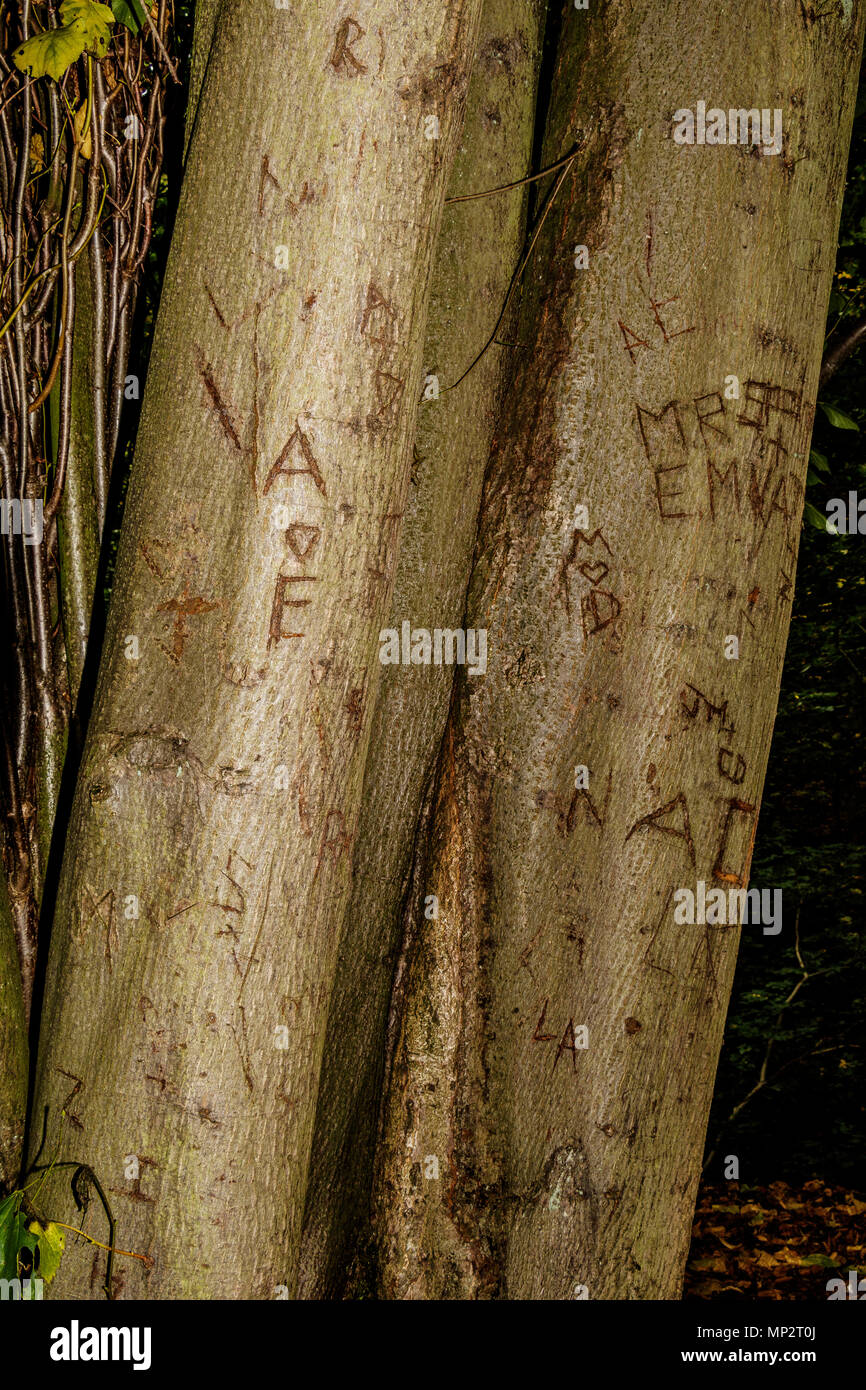 Carved initials and names on the two trunks of trees in North Yorkshire ...