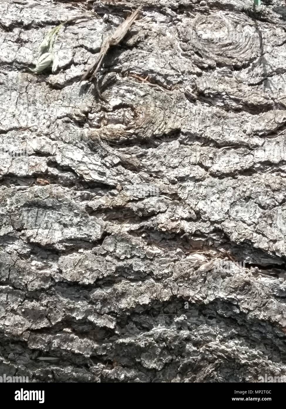 Logs bark hi-res stock photography and images - Alamy