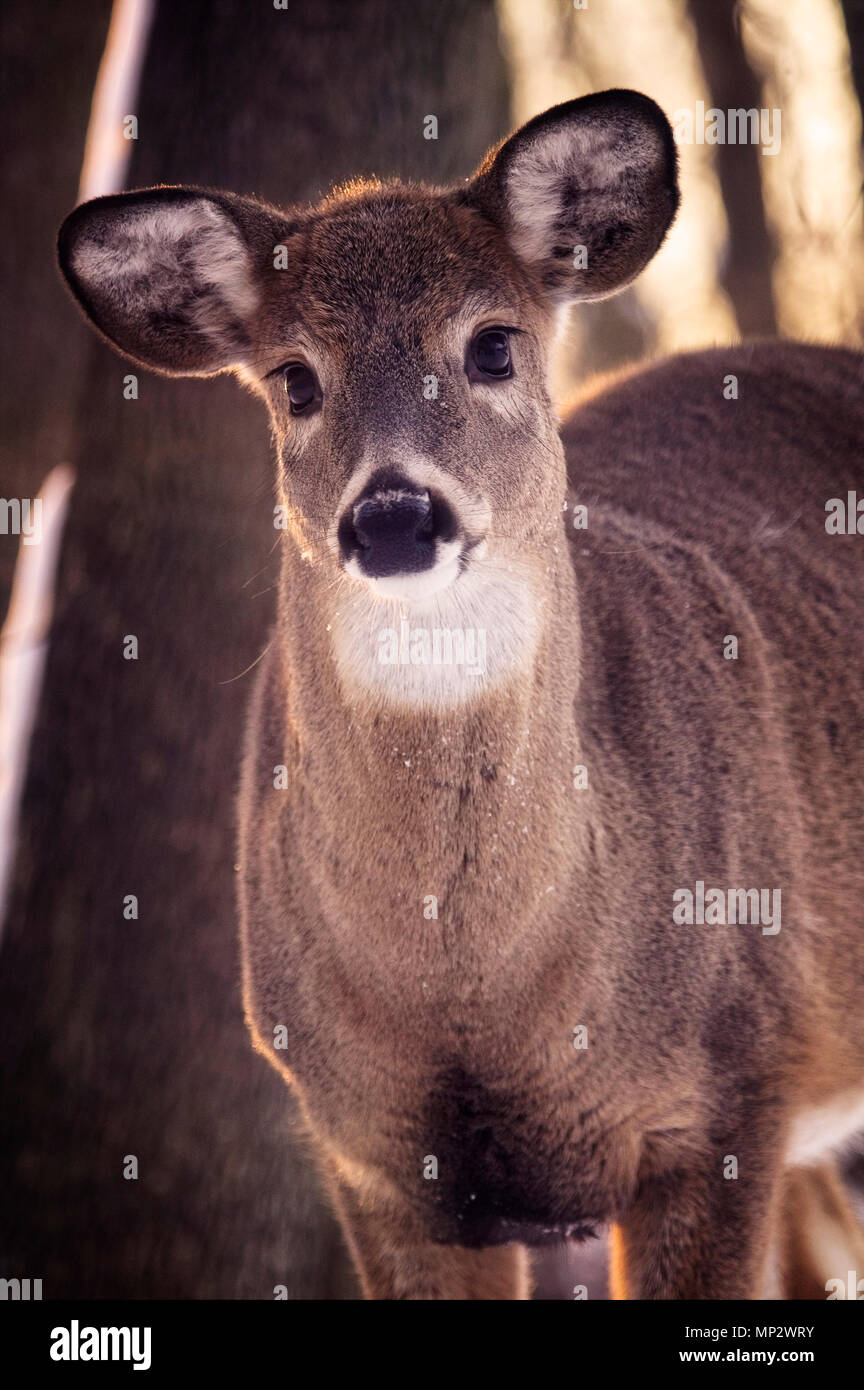 A curious whitetail deer in a Minnesota forest stands still and listens ...