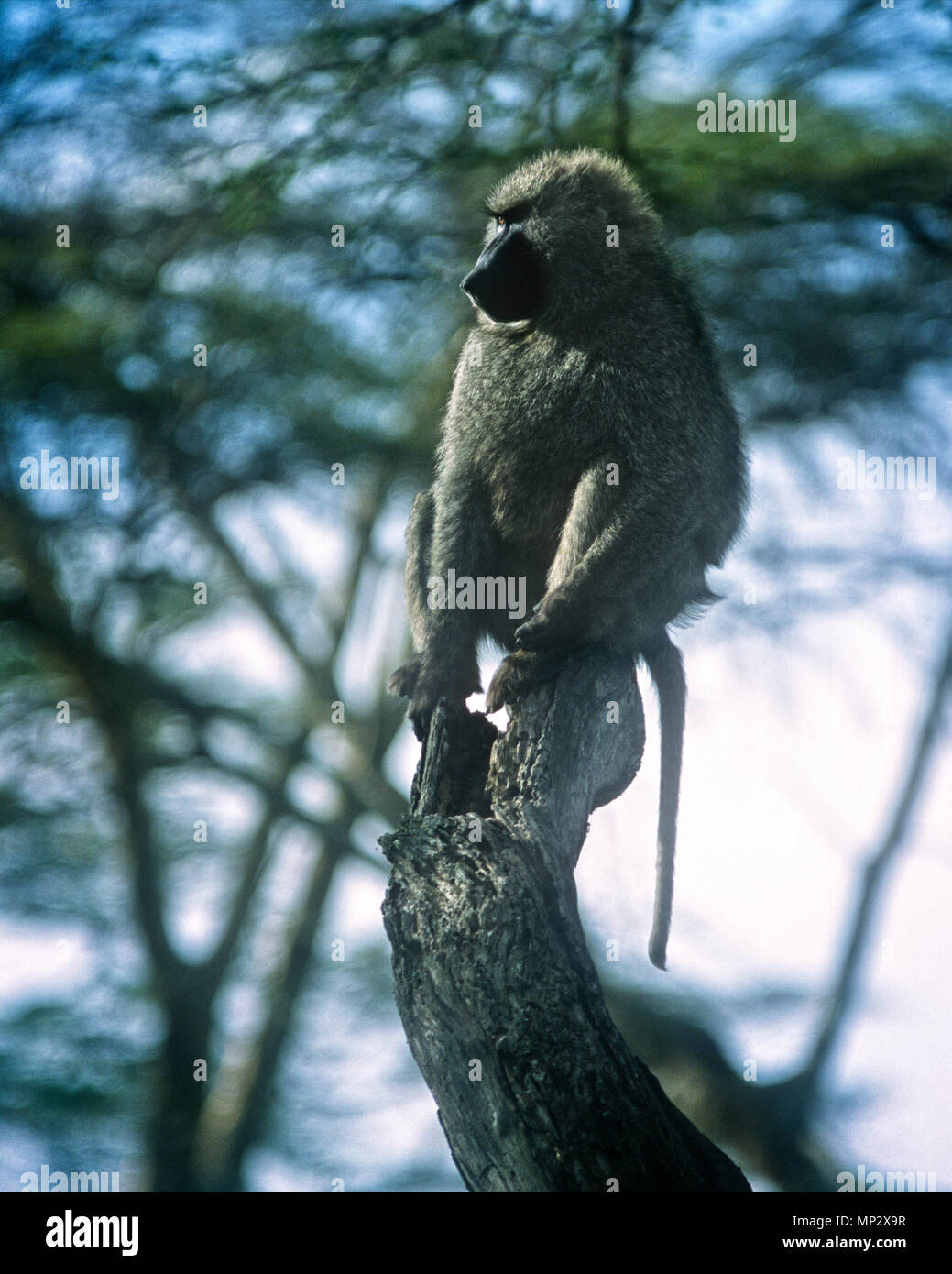 Dead baboon High Resolution Stock Photography and Images - Alamy