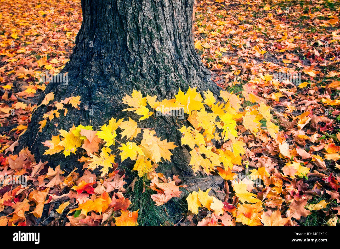 Maple leaves change color and cover the ground during fall. French Lake ...