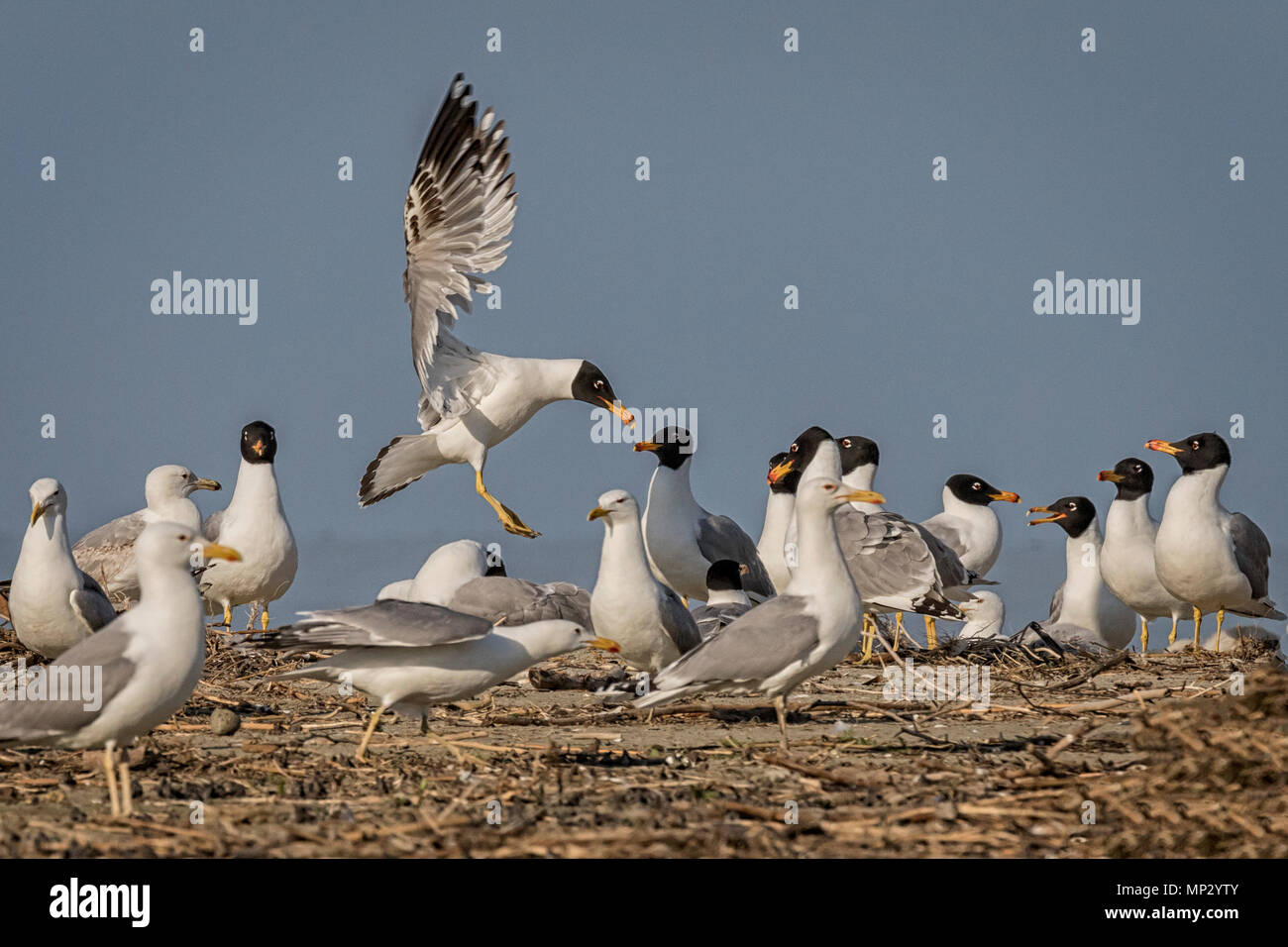 Pallas Gull (Ichthyaetus ichthyaetus Stock Photo - Alamy