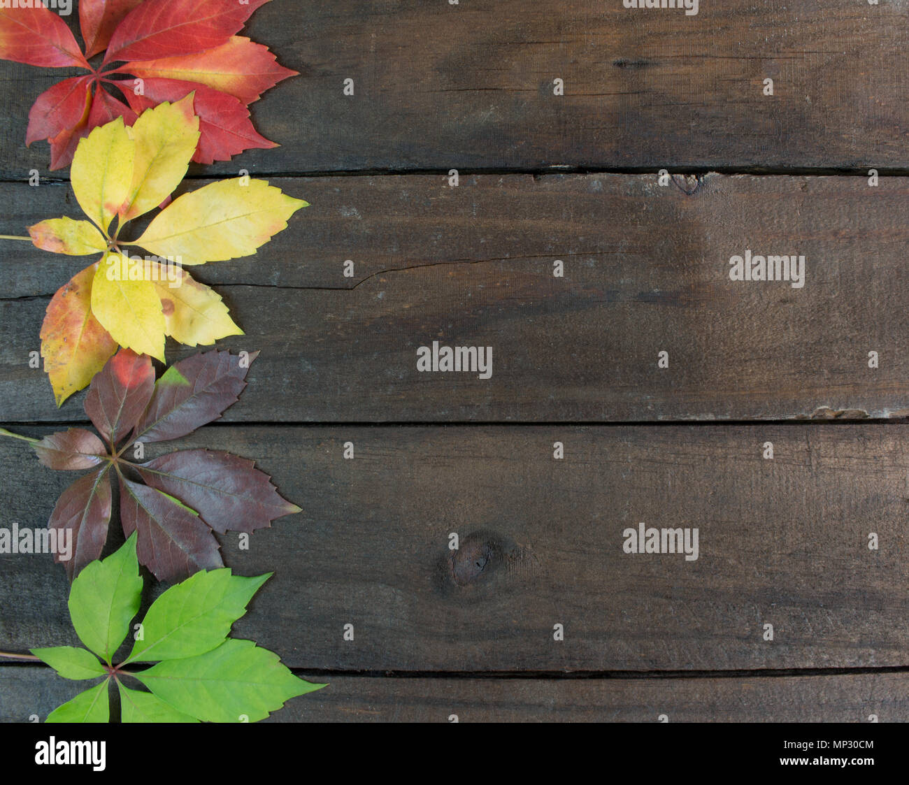 Colorful leaves left side border with brown wood copy space Stock Photo ...