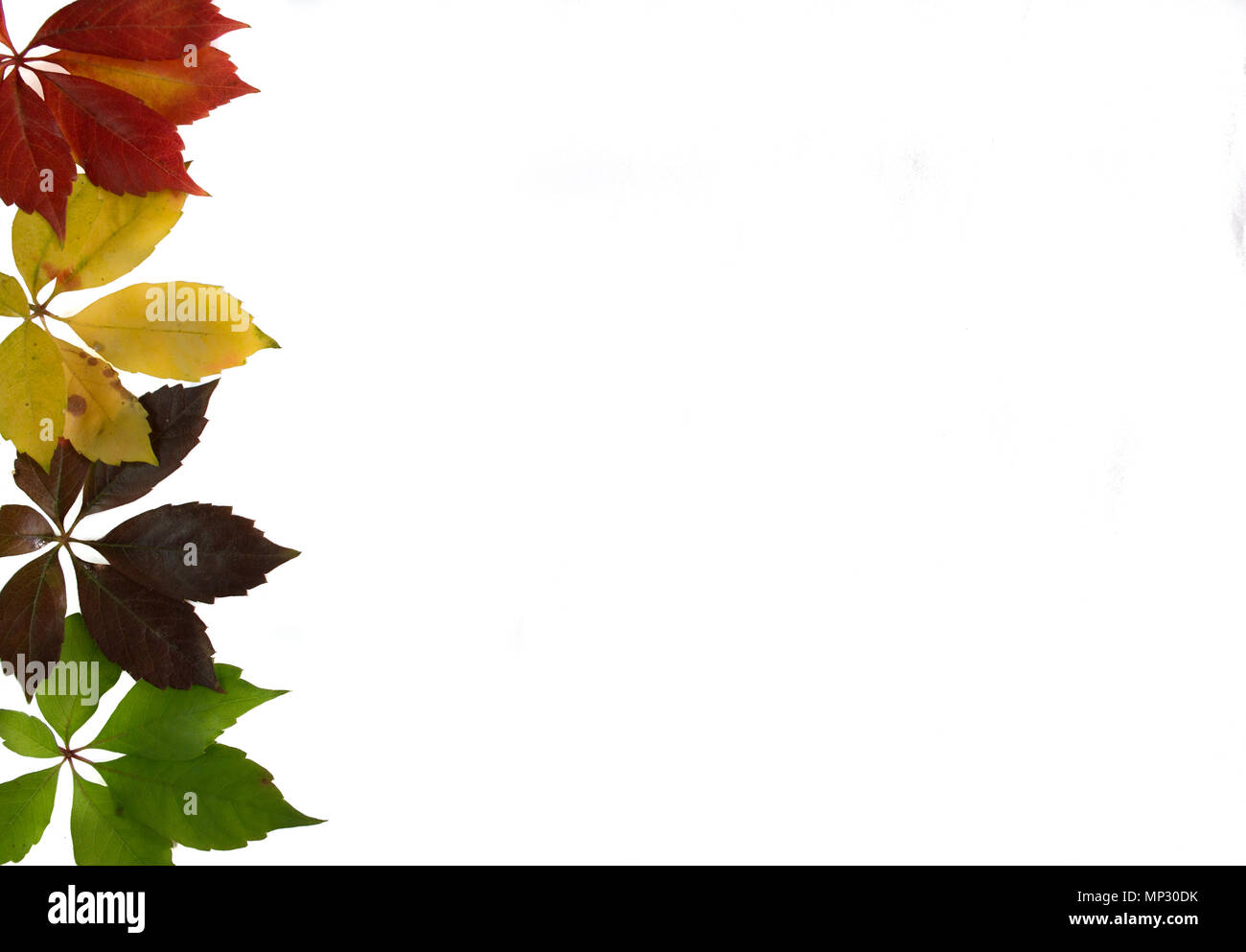 Colorful leaves left side border with white copy space Stock Photo - Alamy