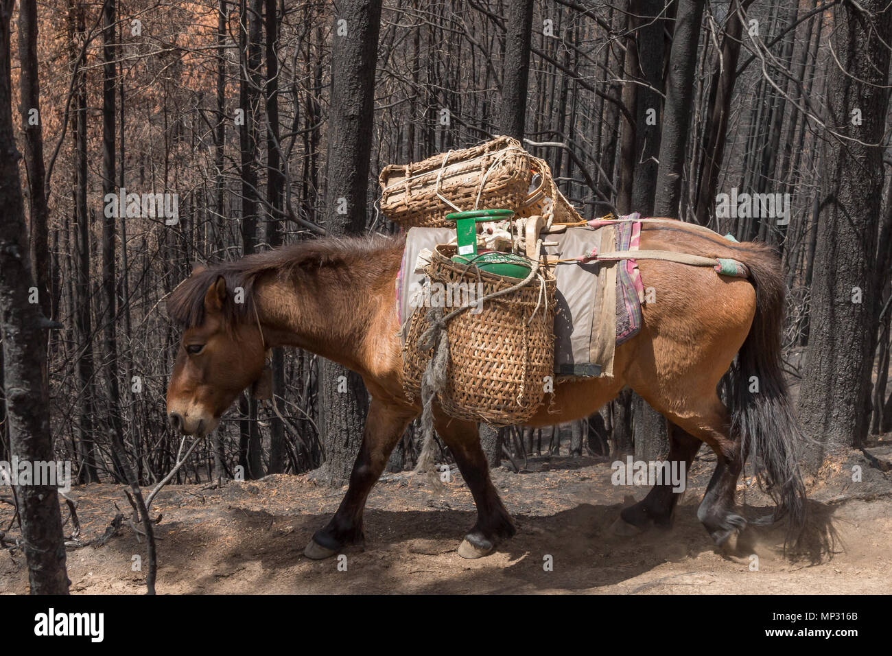 Asia trekking hi-res stock photography and images - Alamy