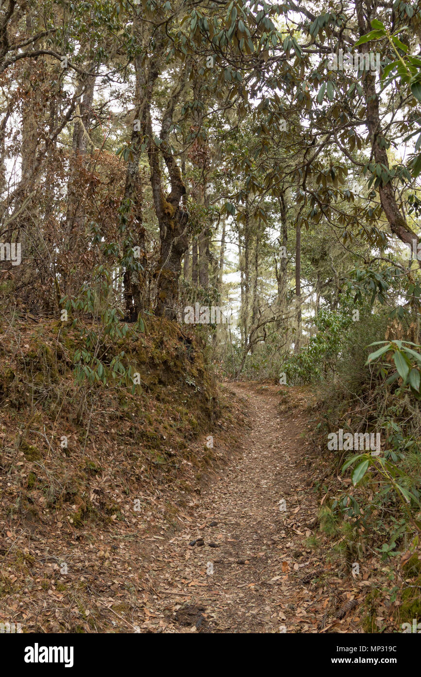 Peaceful forest trail, the start of the Bumdra trek near Paro, Bhutan ...