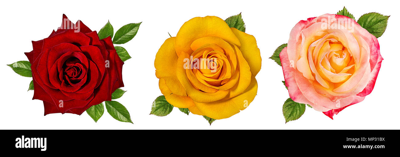 rose isolated on white background Stock Photo - Alamy