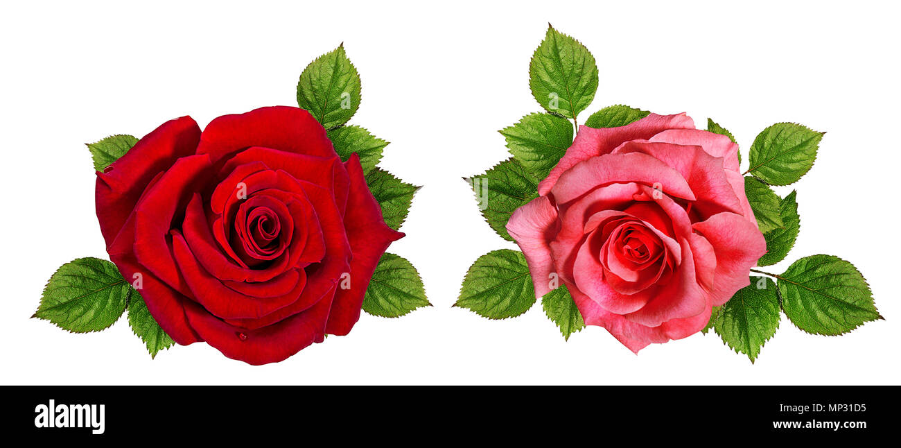 rose isolated on white background Stock Photo - Alamy