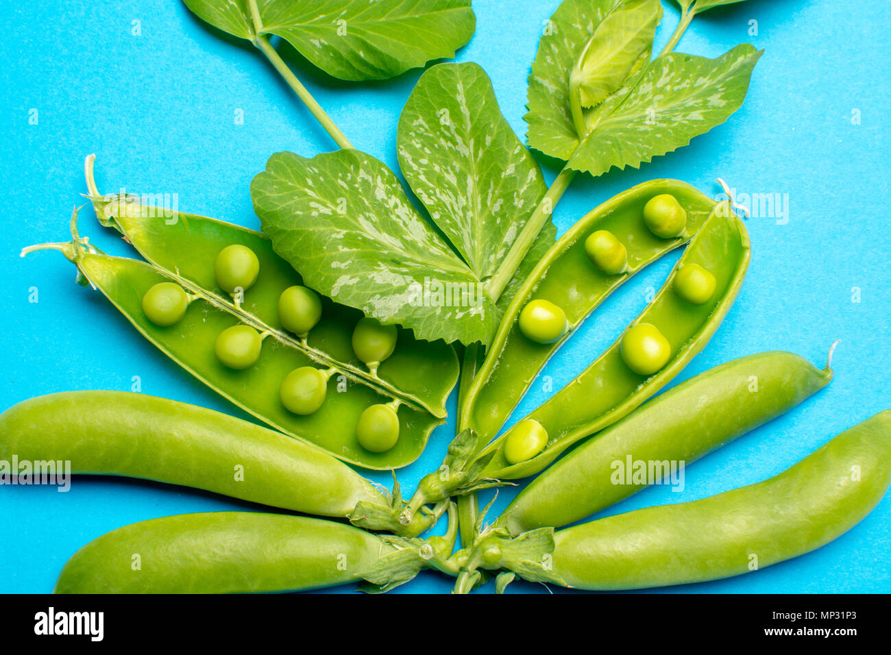 Fresh green ripe sugar snaps, sweet peas copy space close up on blue ...