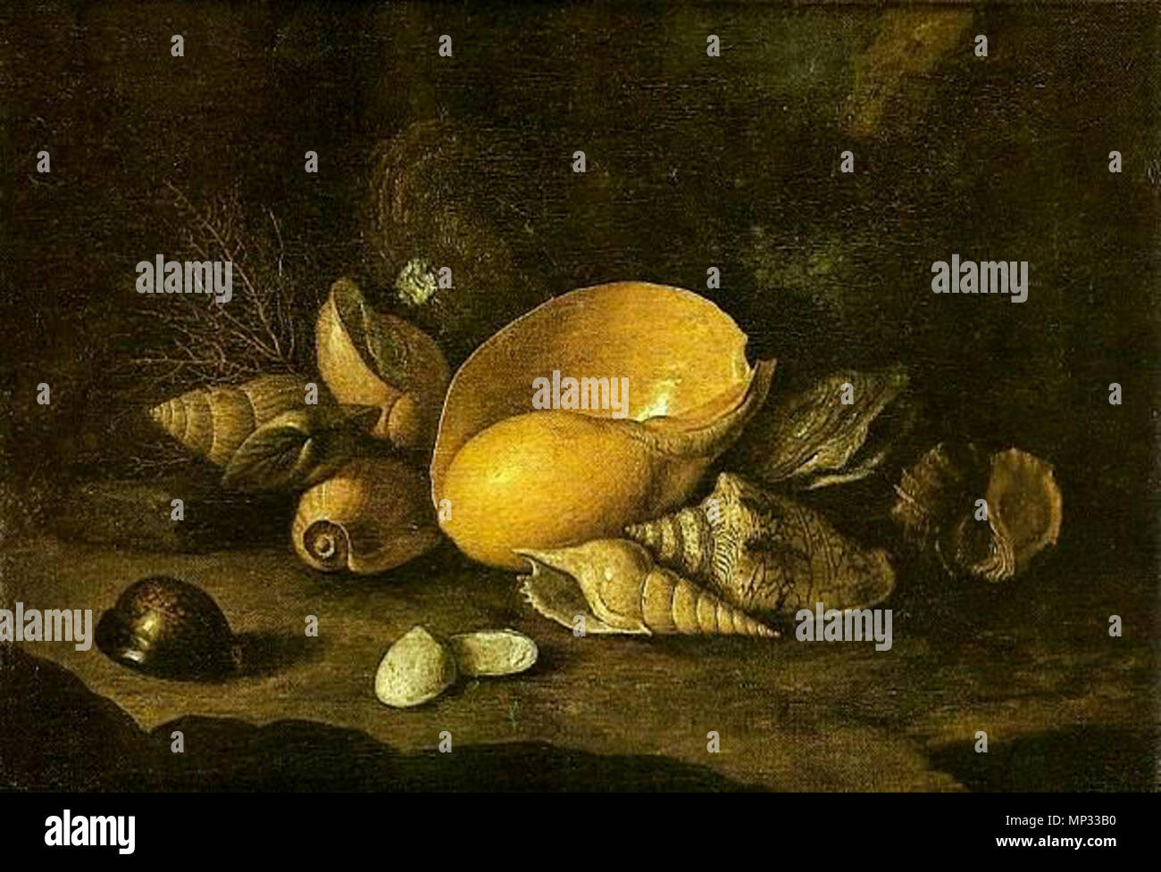 Winkles and Shells 18th century. 721 Joaquim Manoel da Rocha ...