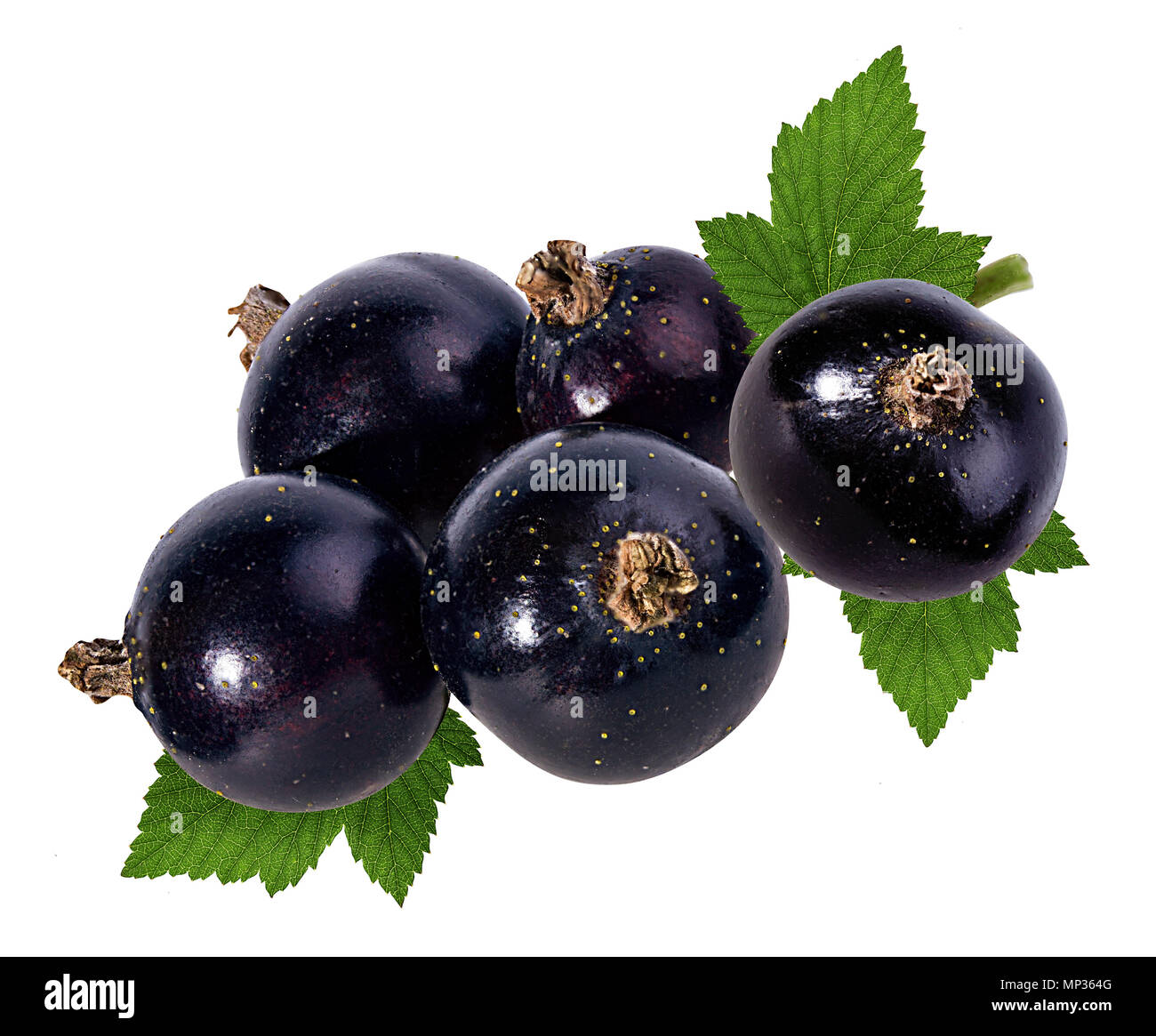 black currant isolated on white Stock Photo - Alamy