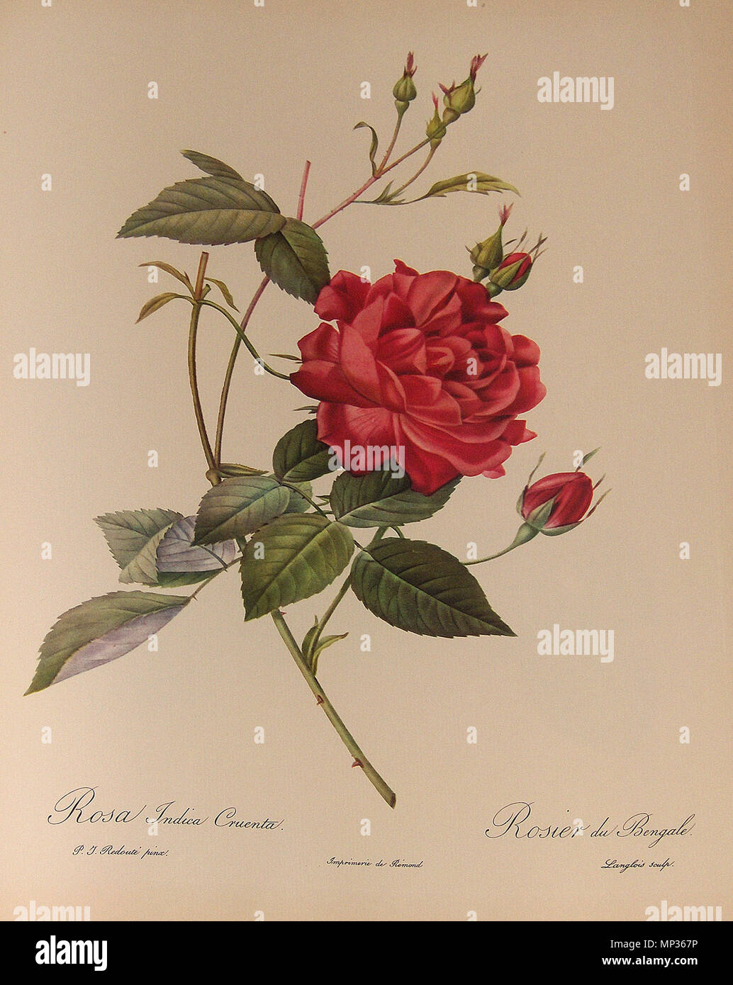 . 'Rosa indica Cruenta', watercolor by Pierre-Joseph Redouté (1759-1840 ...