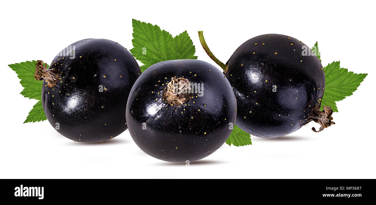 black currant isolated on white Stock Photo - Alamy
