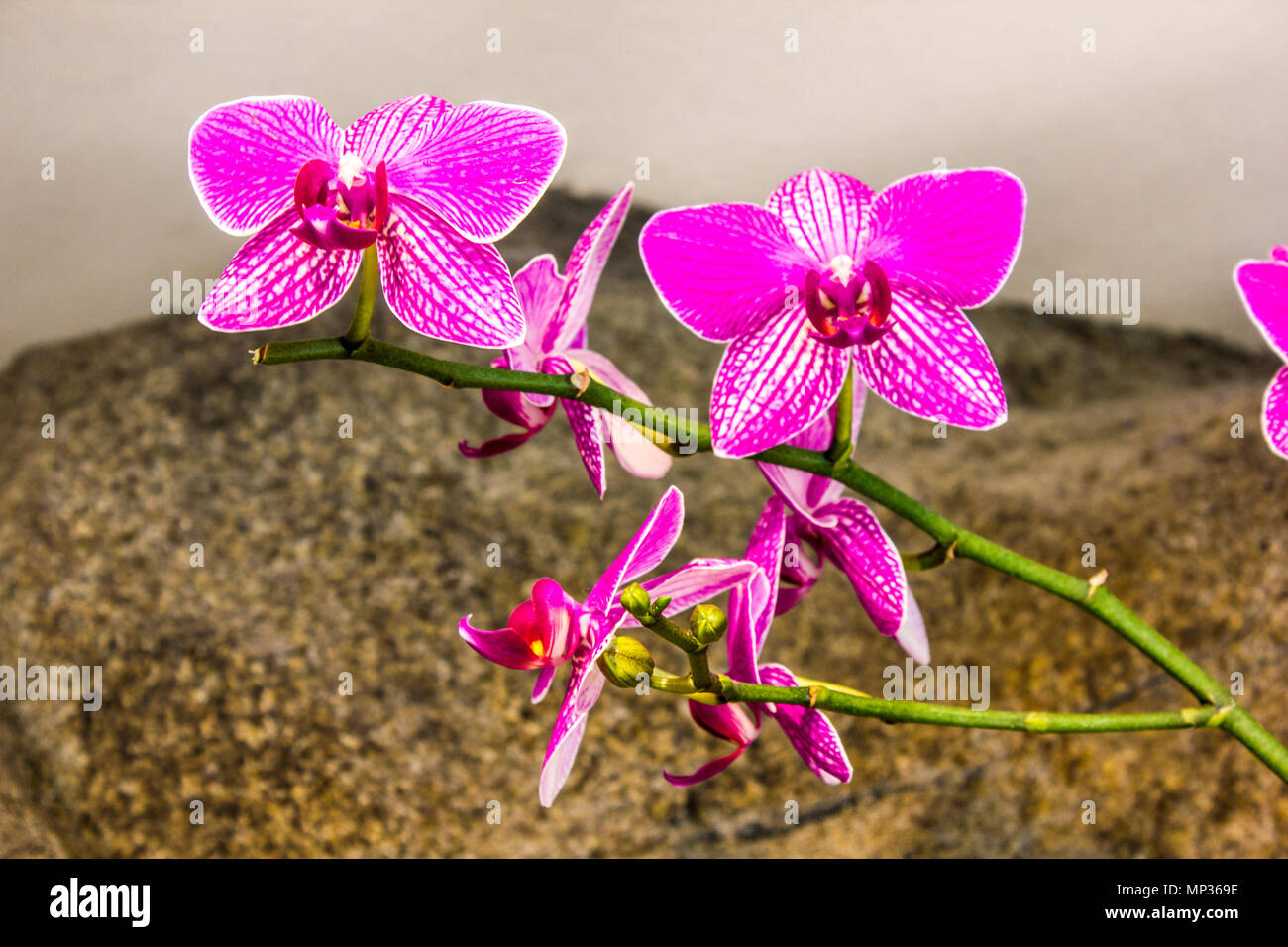 Pollination orchids hi-res stock photography and images - Alamy