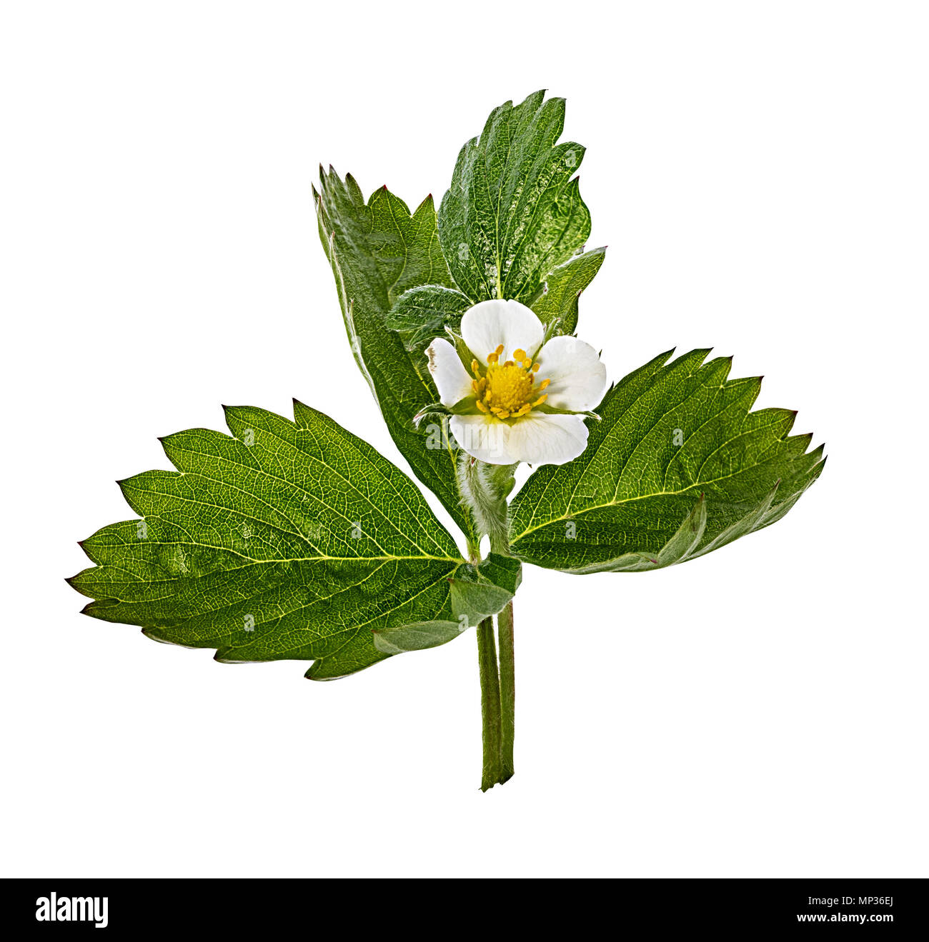 strawberry flower isolated on white background Stock Photo - Alamy