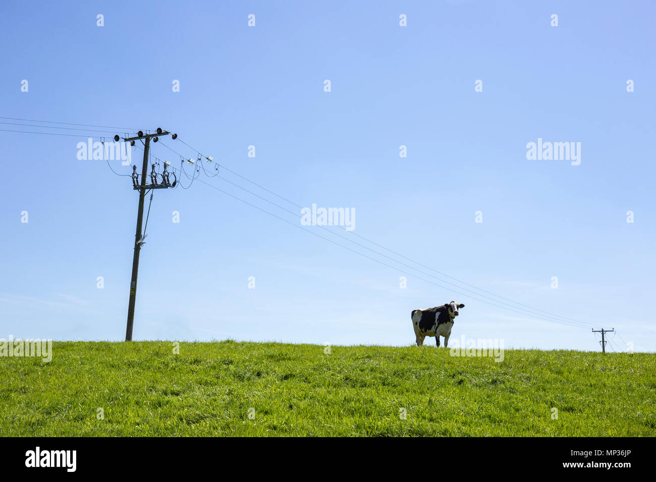Single cow with power lines in field Stock Photo - Alamy