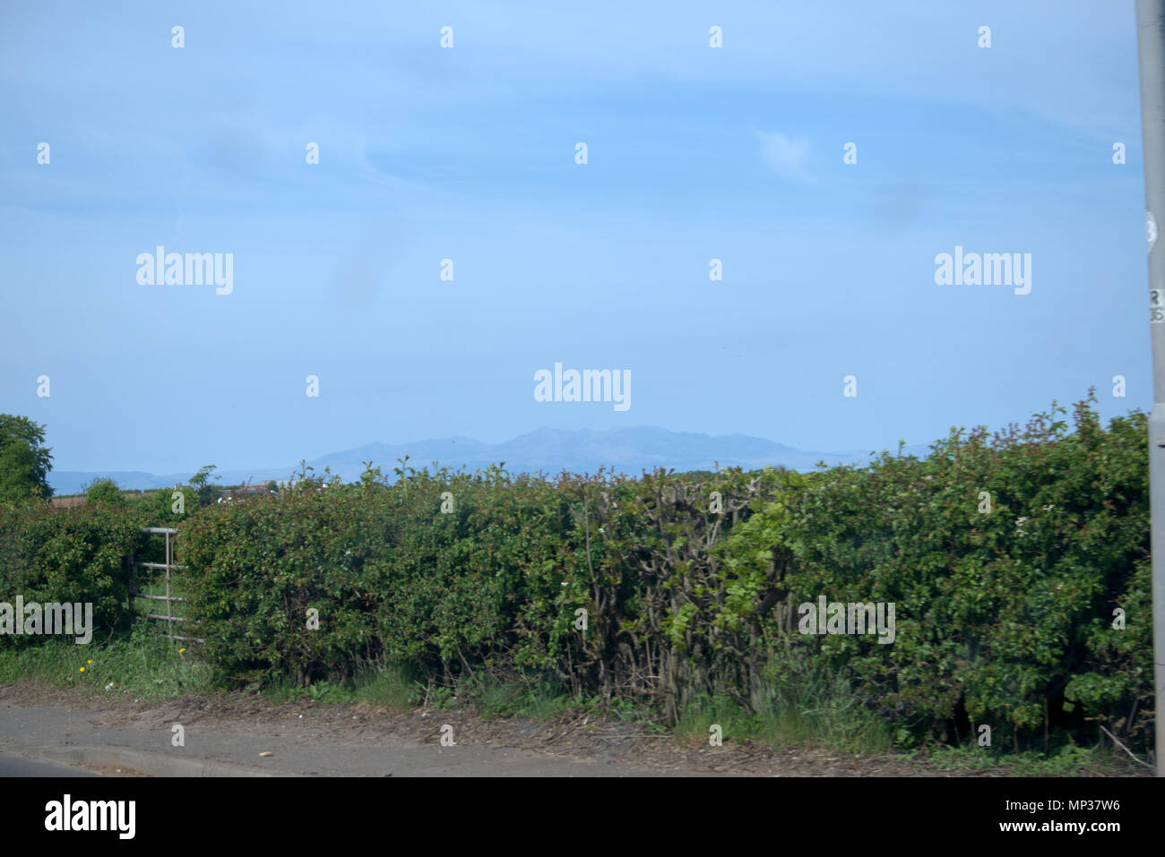 Hedge on a country road Stock Photo - Alamy