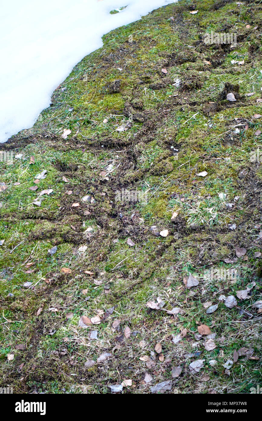 Voles damage hi-res stock photography and images - Alamy