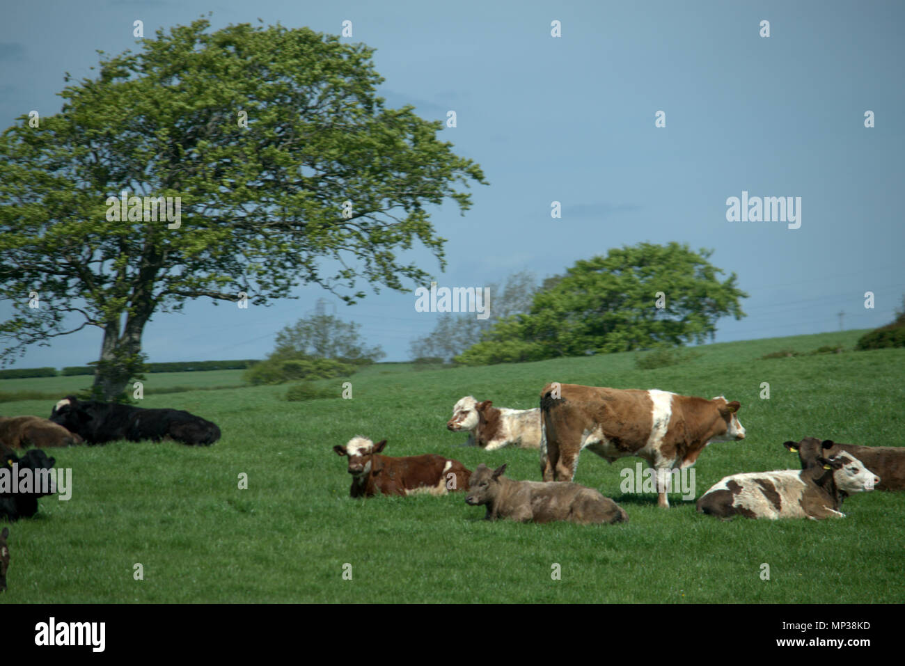 Cows in a field Stock Photo - Alamy