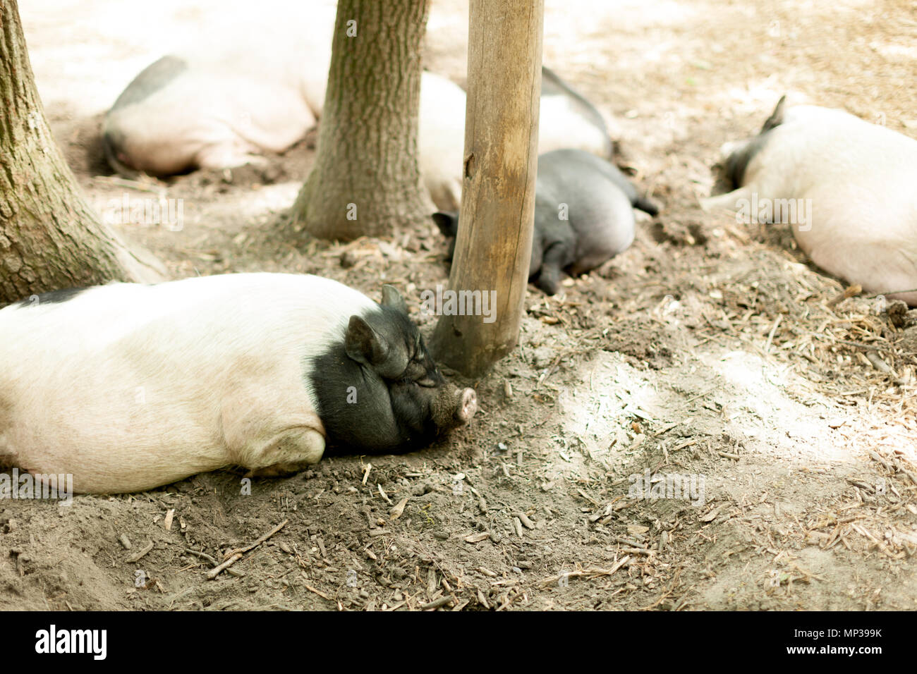 Pigs on the farm. Happy pigs on pig farm resting under sunlight Stock ...