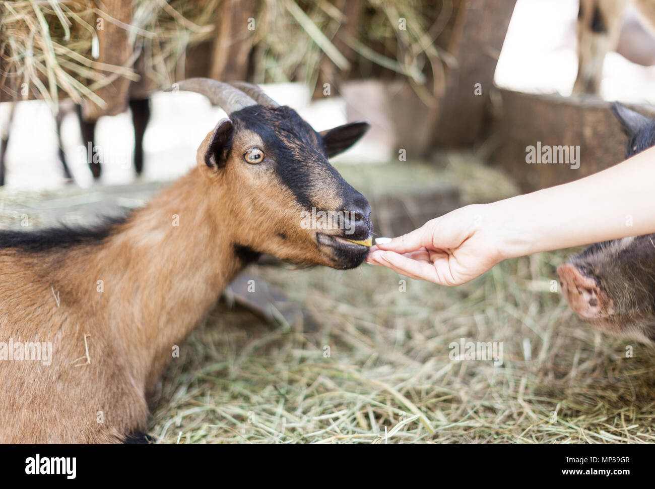Goat eating straw animal hi-res stock photography and images - Alamy