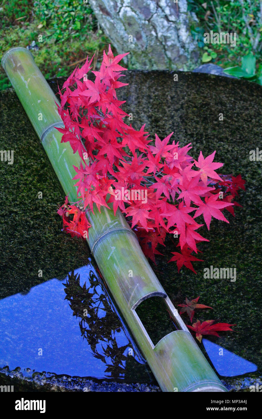 Maple tree, Kyoto, Japan Stock Photo - Alamy