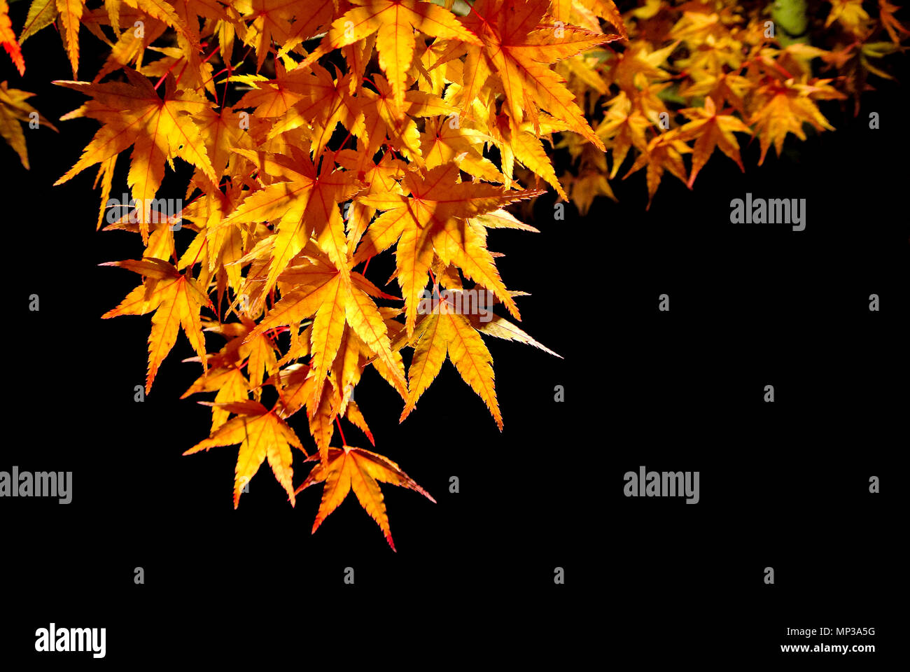 Night fall leaves hi-res stock photography and images - Alamy