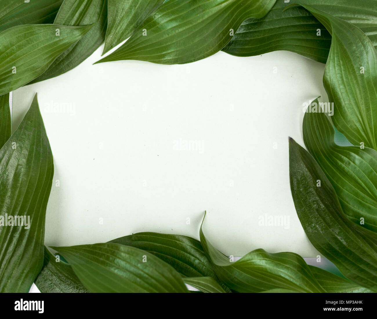 Creative layout made of green leaves with paper card note. Flat lay ...