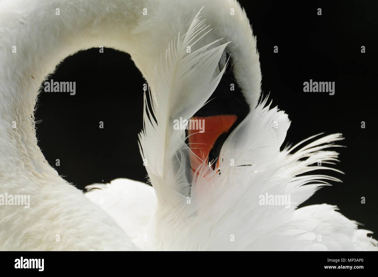 Feather preening hi-res stock photography and images - Alamy