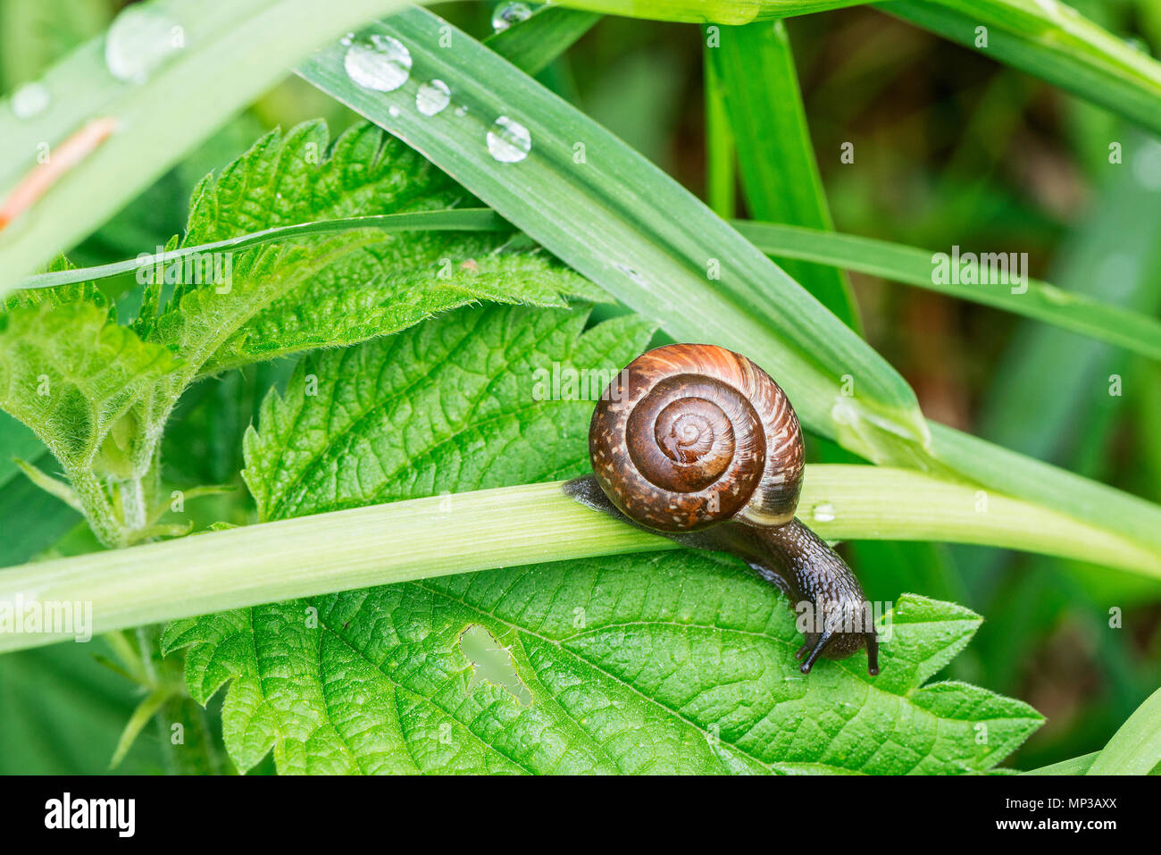 Common snail on the grass after rain Stock Photo - Alamy