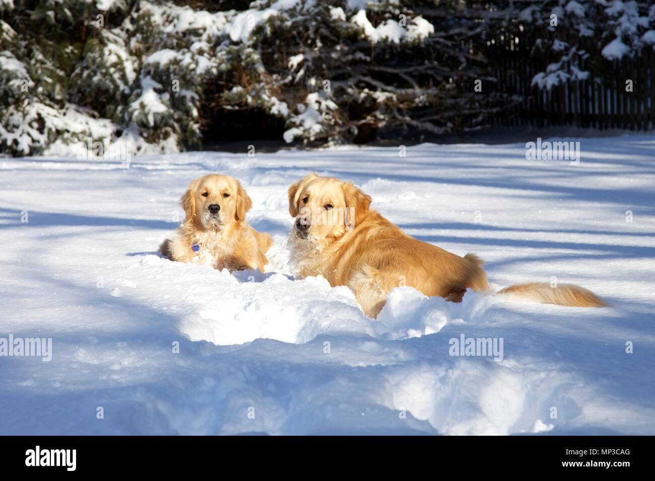 Golden Retrievers are one of the most beautiful breeds of dogs in the ...
