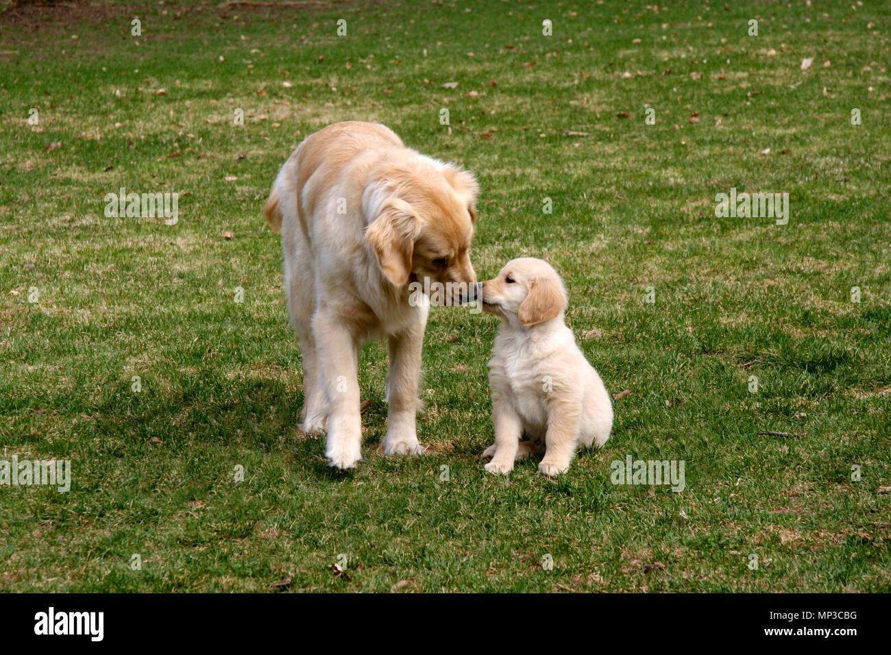 What Happens If A Brother And Sister Dog Have Puppies