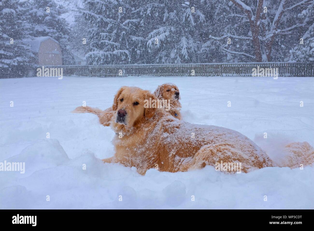 Golden retriever in the snow hi-res stock photography and images - Alamy